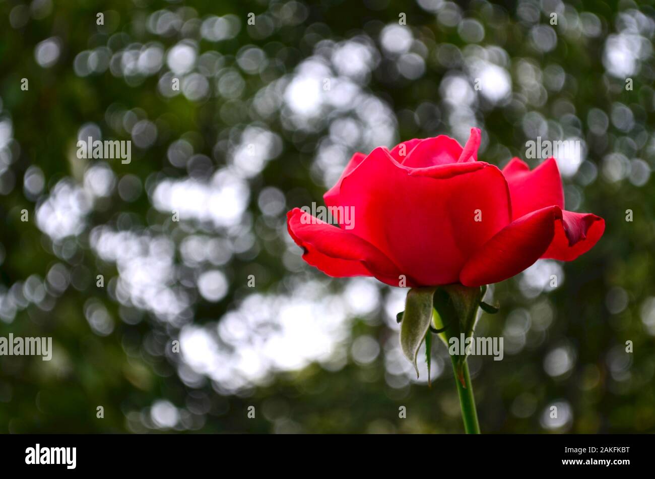 Bright scarlet colour hi-res stock photography and images - Alamy