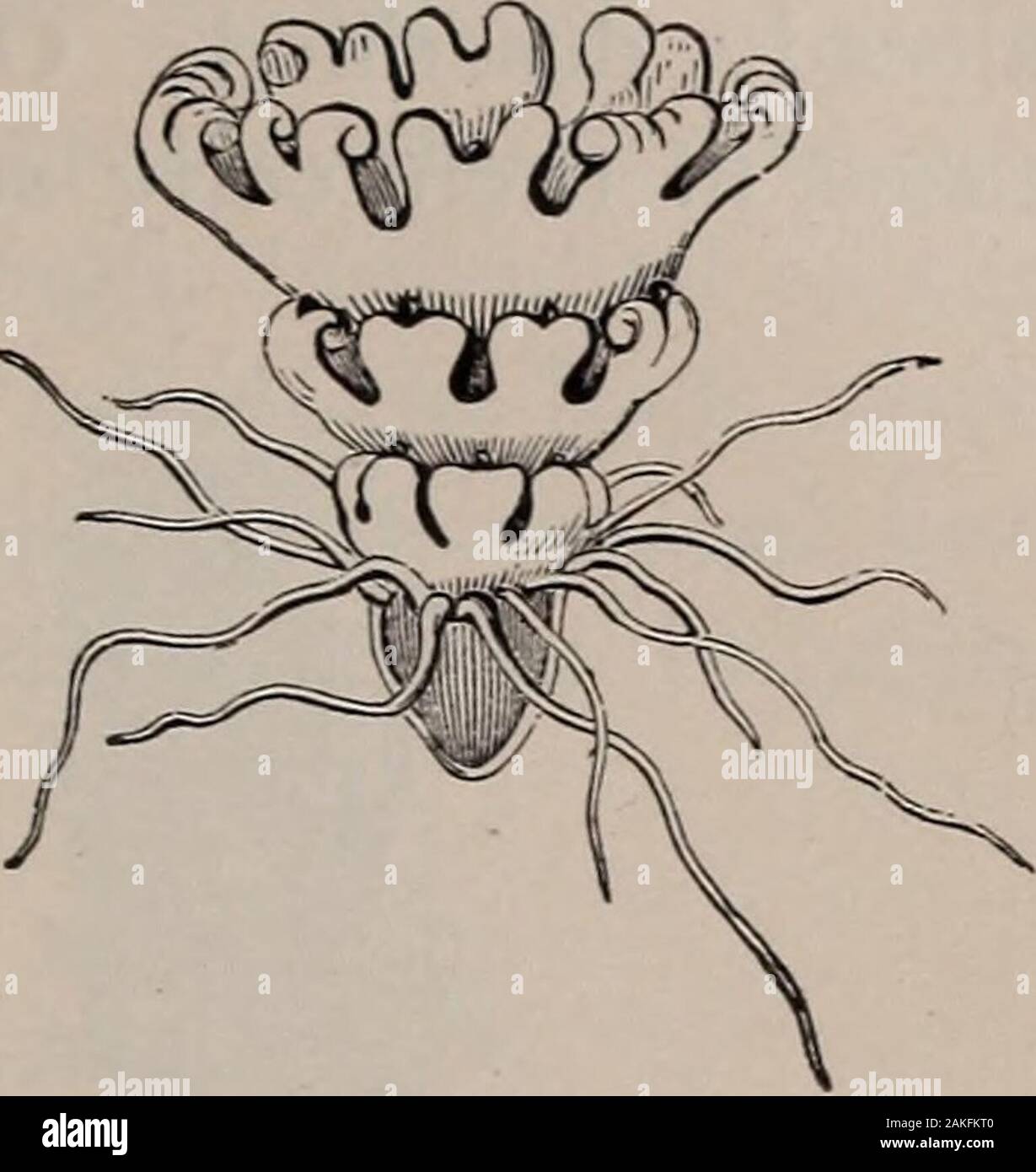 Natural history of animals; . Fig. 475- — Scyphos-toma of Aurelia.. Fig ...