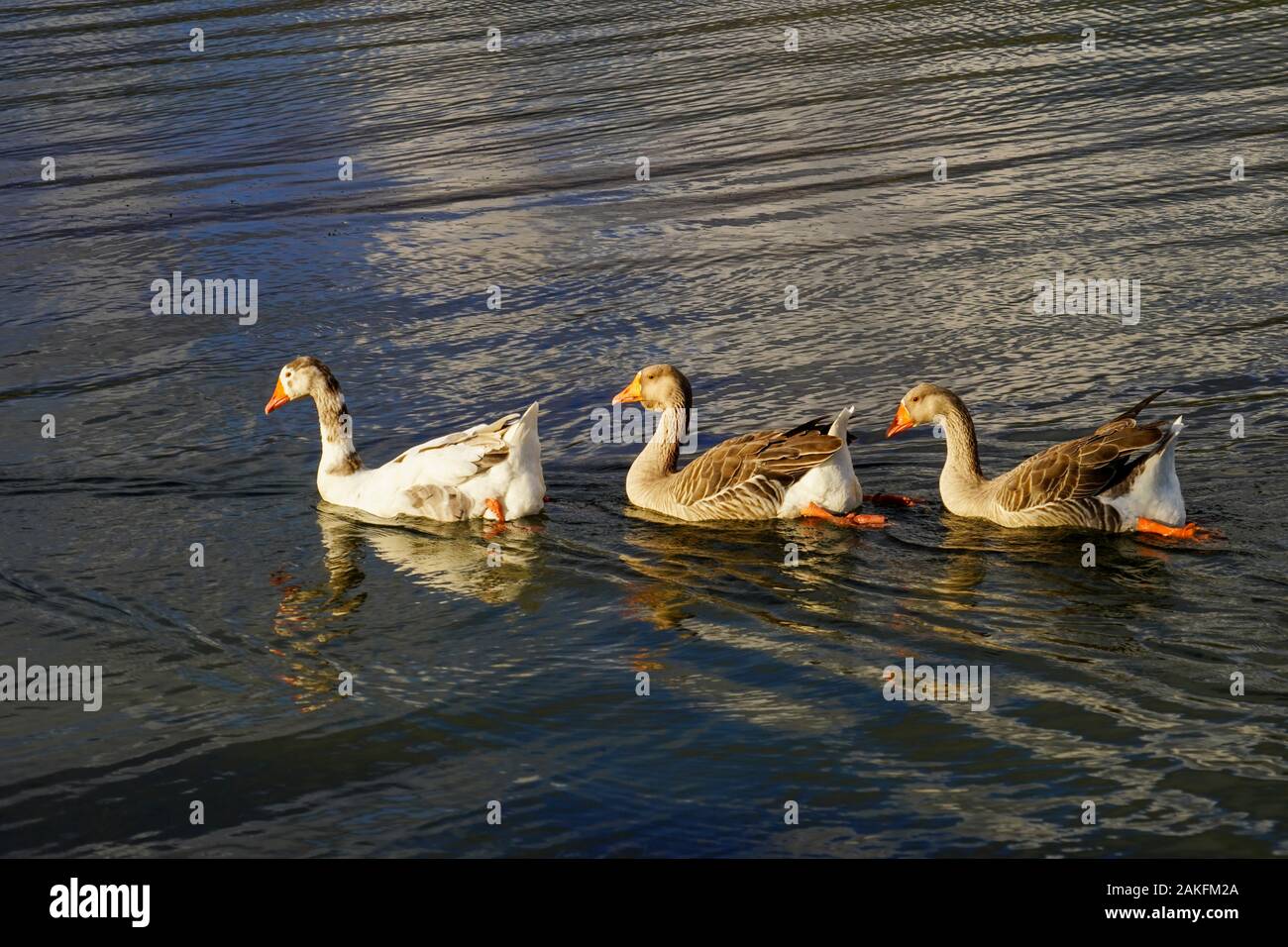 A gaggle of geese heading to the pond Stock Photo - Alamy