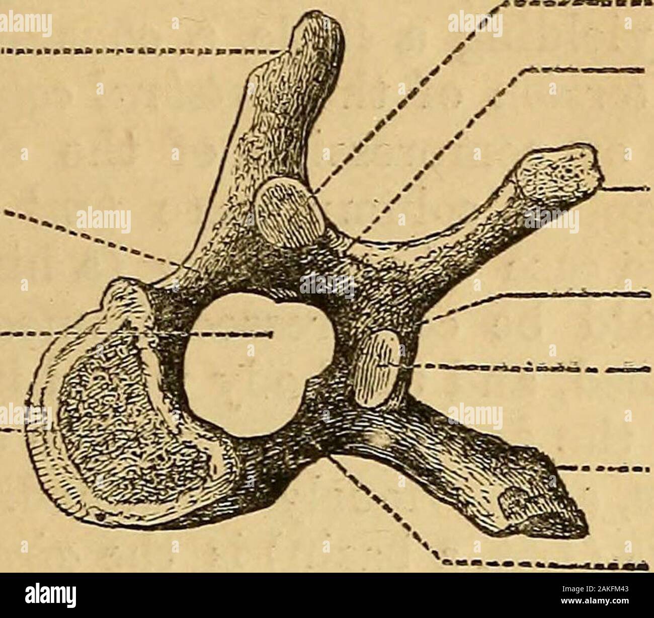 Elements of animal physiology, chiefly human . Spi:process 0,3 Coccygi3 ...