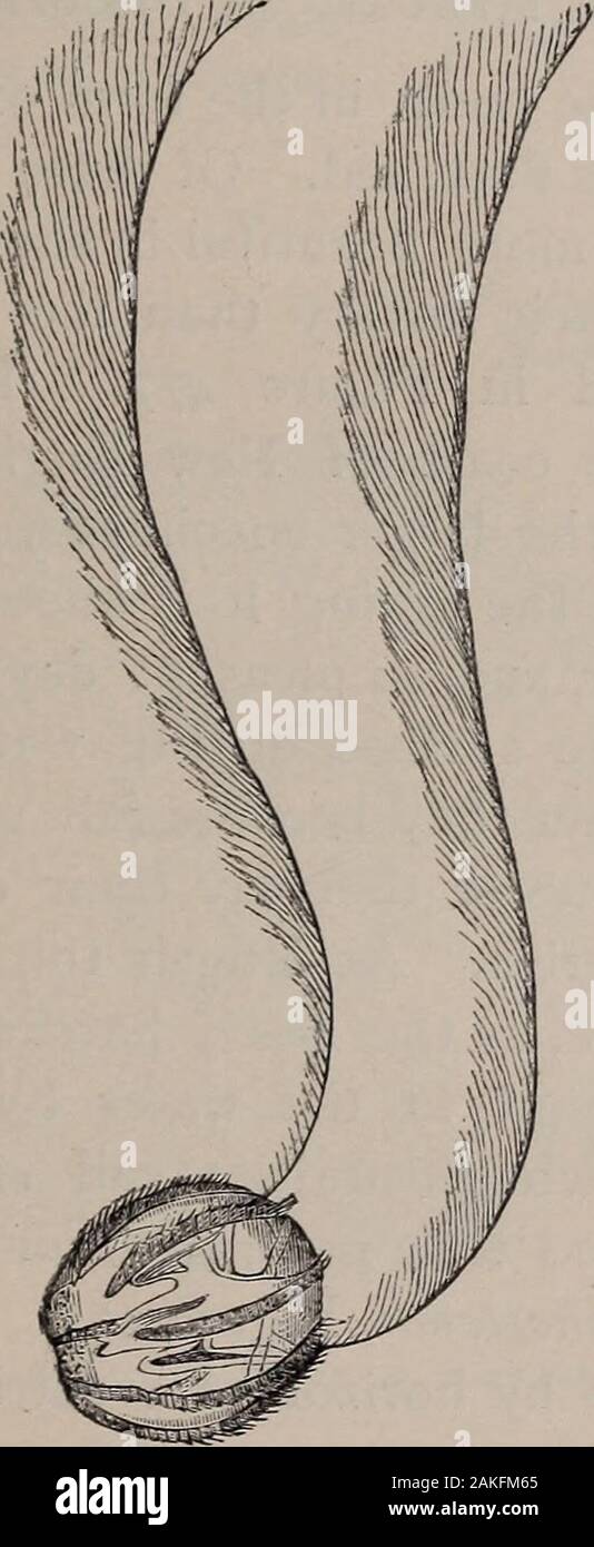 Natural history of animals; . s and lassos. On thetentacles of ...