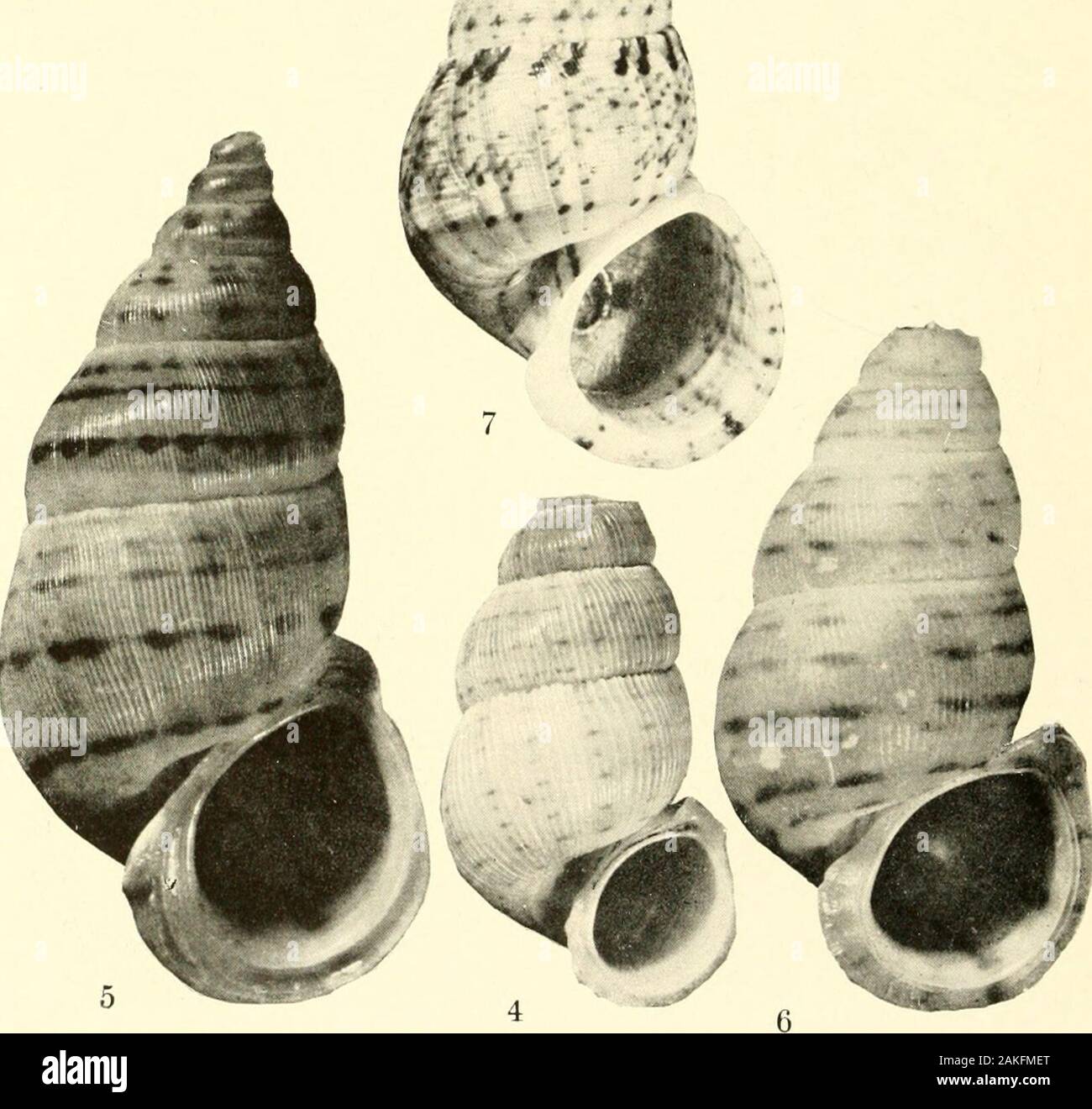 Bulletin - United States National Museum . 1, Sallcfoma occidcntale ...