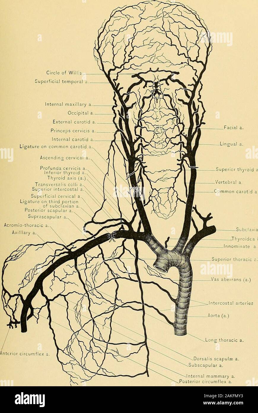 Circumflex Scapular Artery