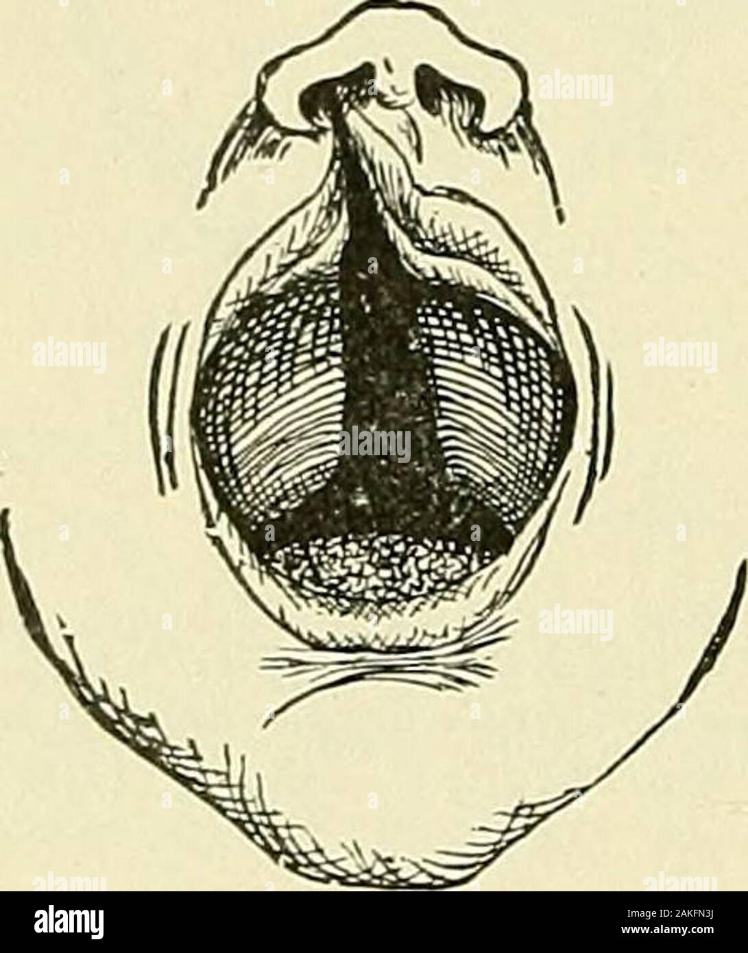 Separated Palate High Resolution Stock Photography and Images - Alamy