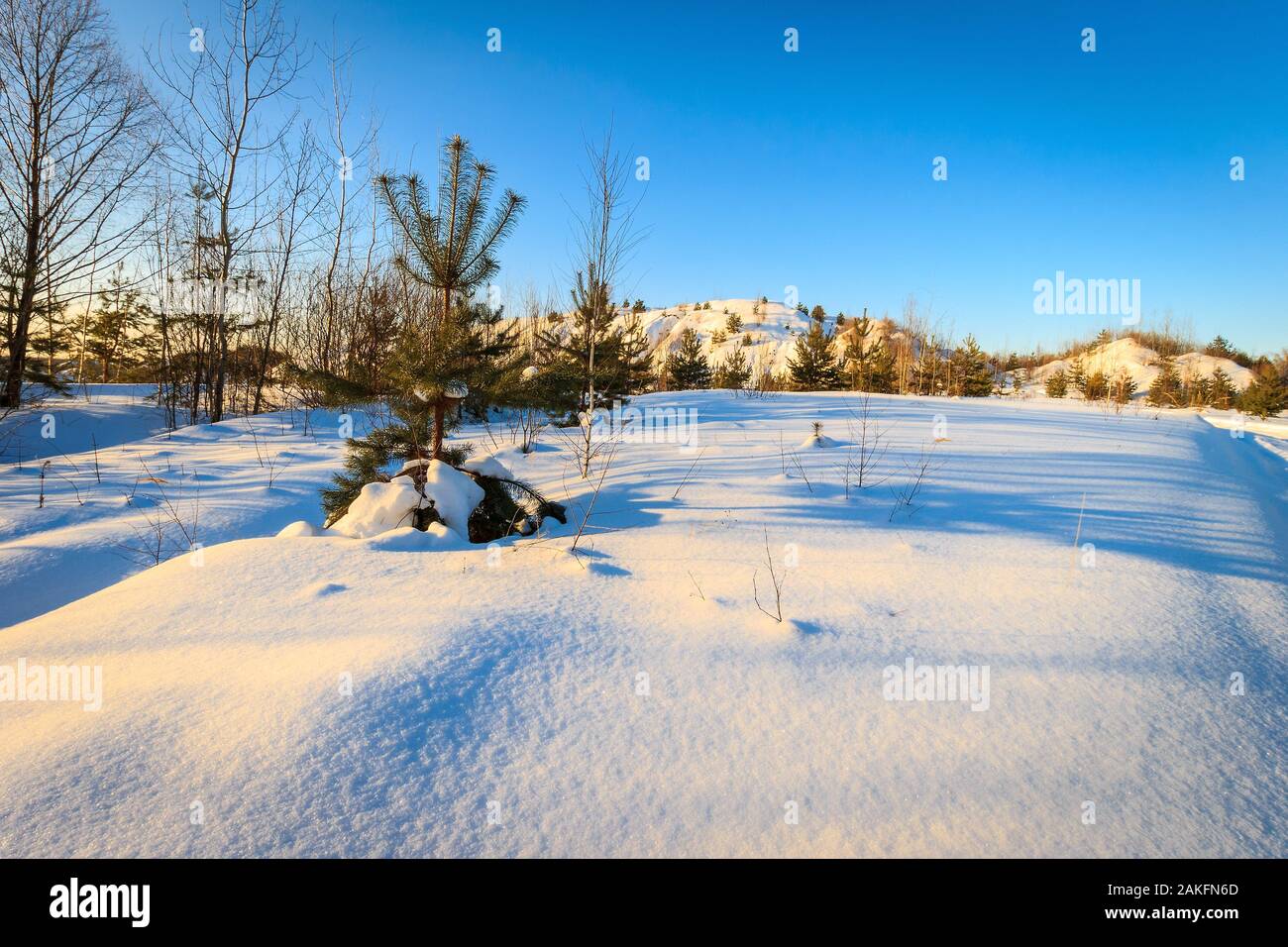 Landscape of hills covered with snow in winter with pines and blue sky ...