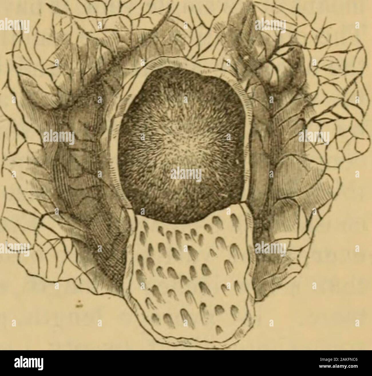 A System of midwifery : including the diseases of pregnancy and the ...