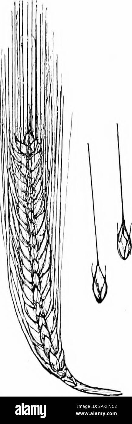 Barley Plant Diagram