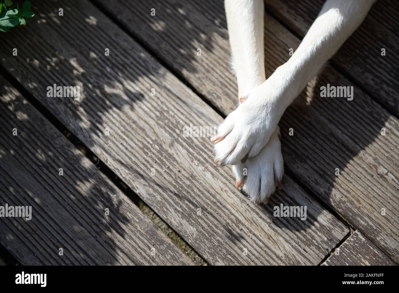 Labrador retriever puppy on hand hi-res stock photography and images ...