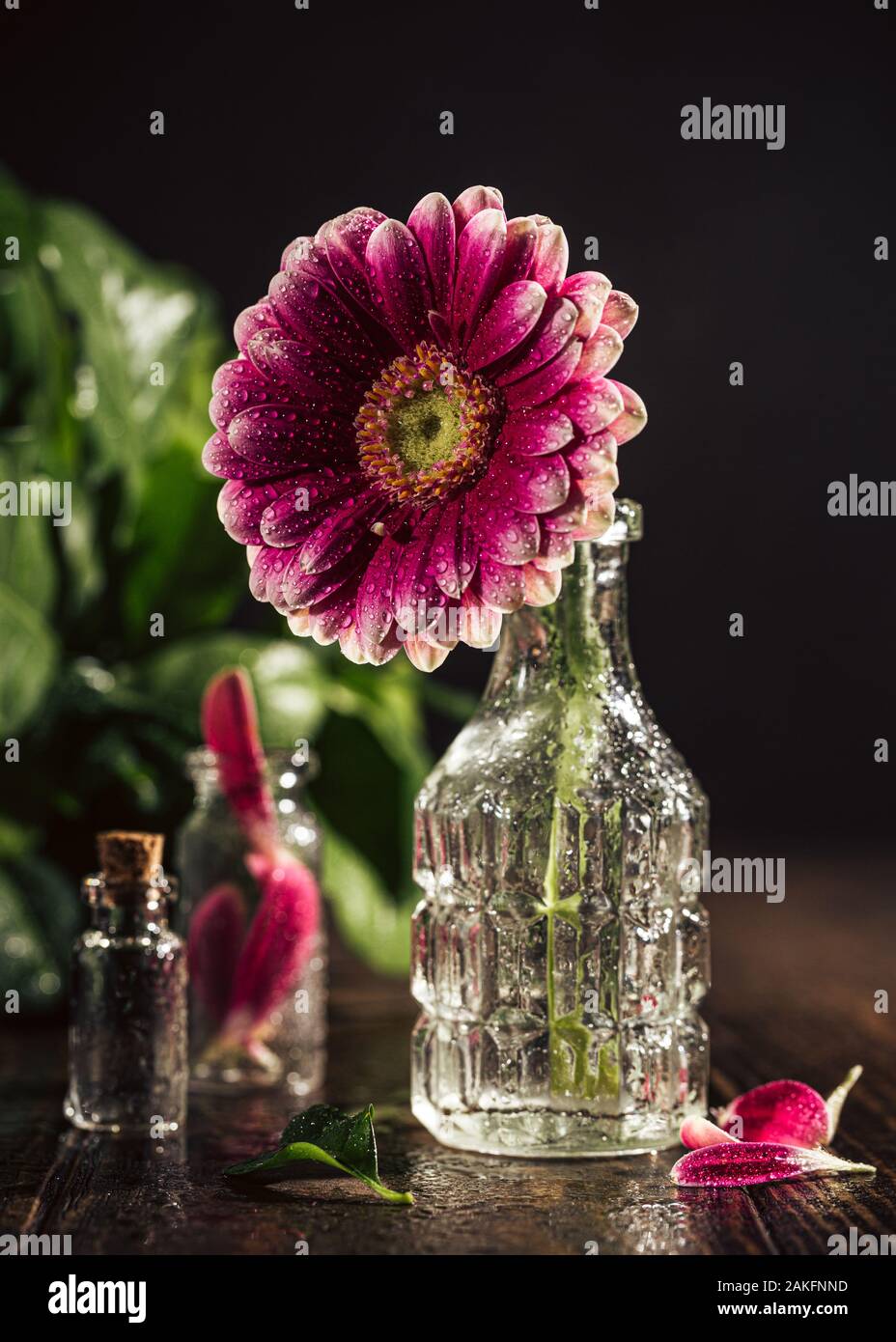 Gerbera pink flower Stock Photo - Alamy