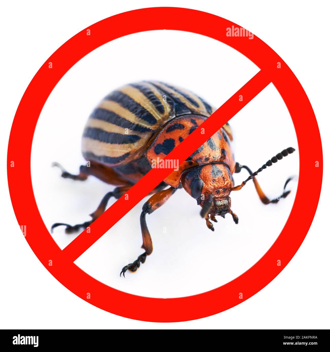 Illustration of forbidden sign with colorado beetle isolated on white ...