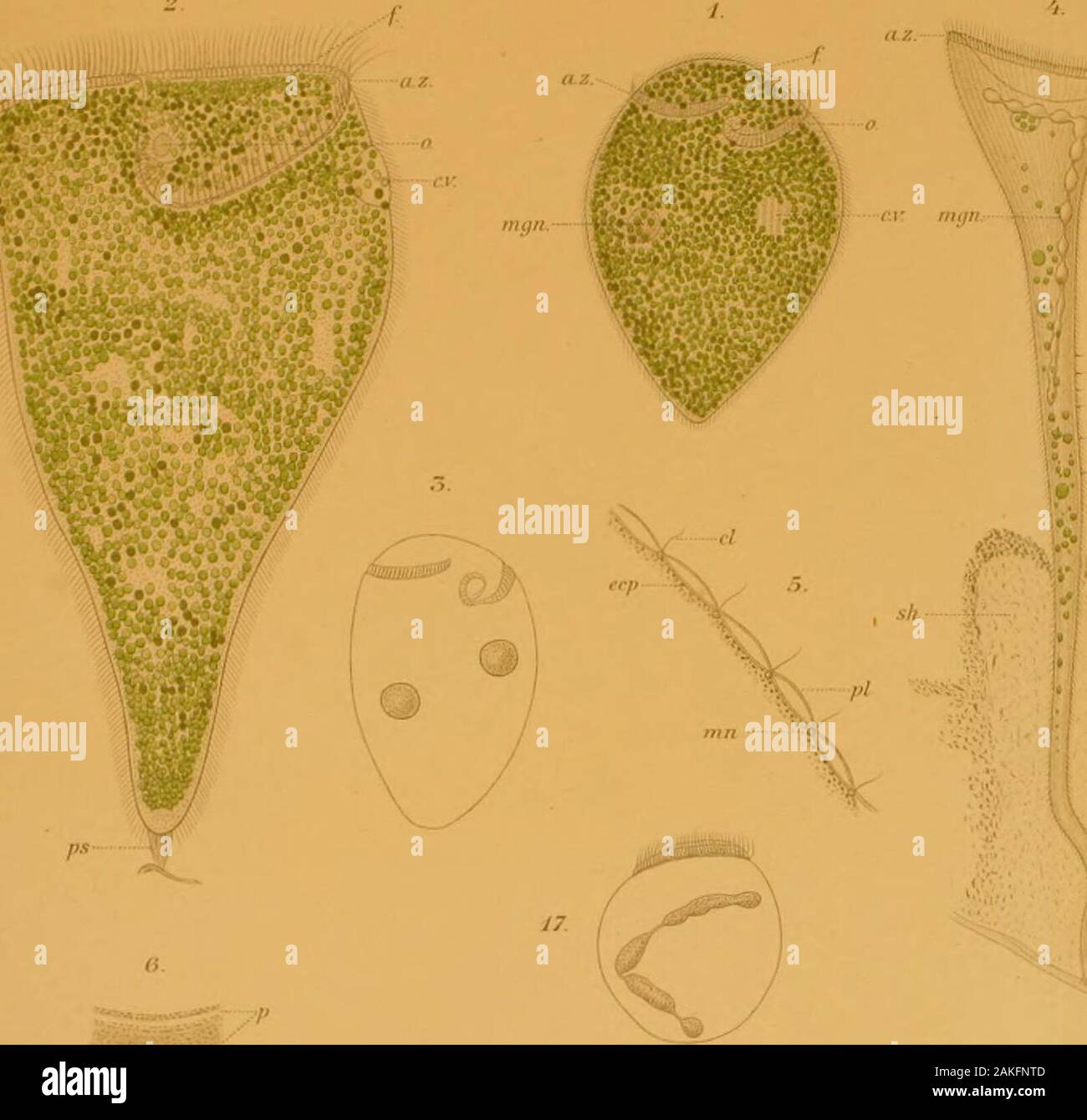 Polymorphus High Resolution Stock Photography and Images - Alamy