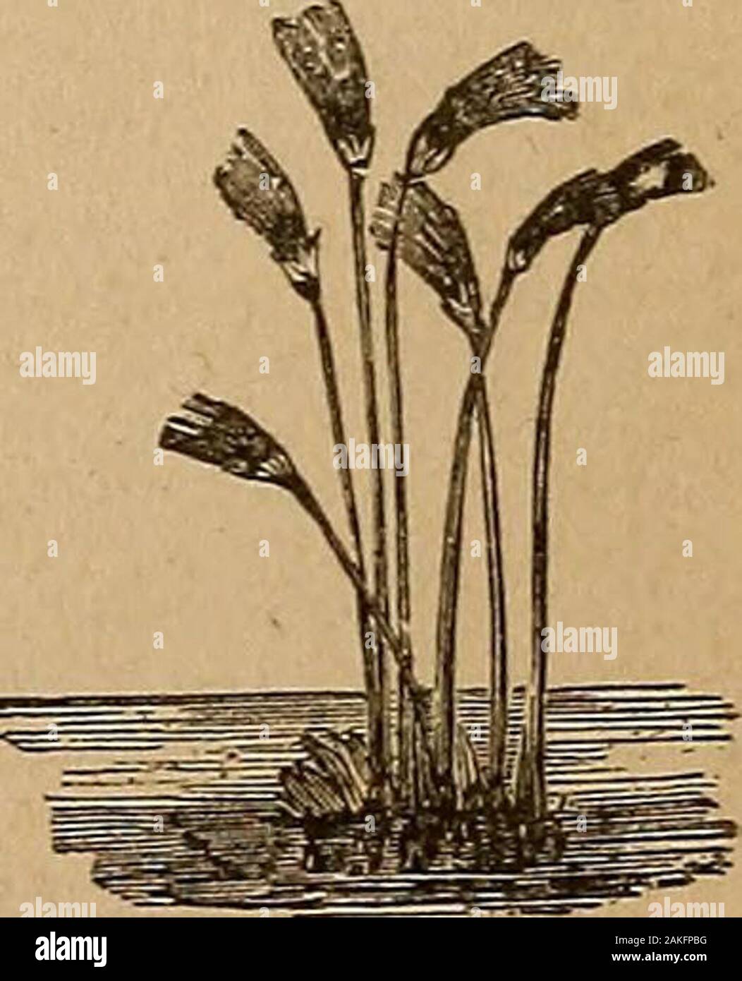 Papistry hi-res stock photography and images - Alamy