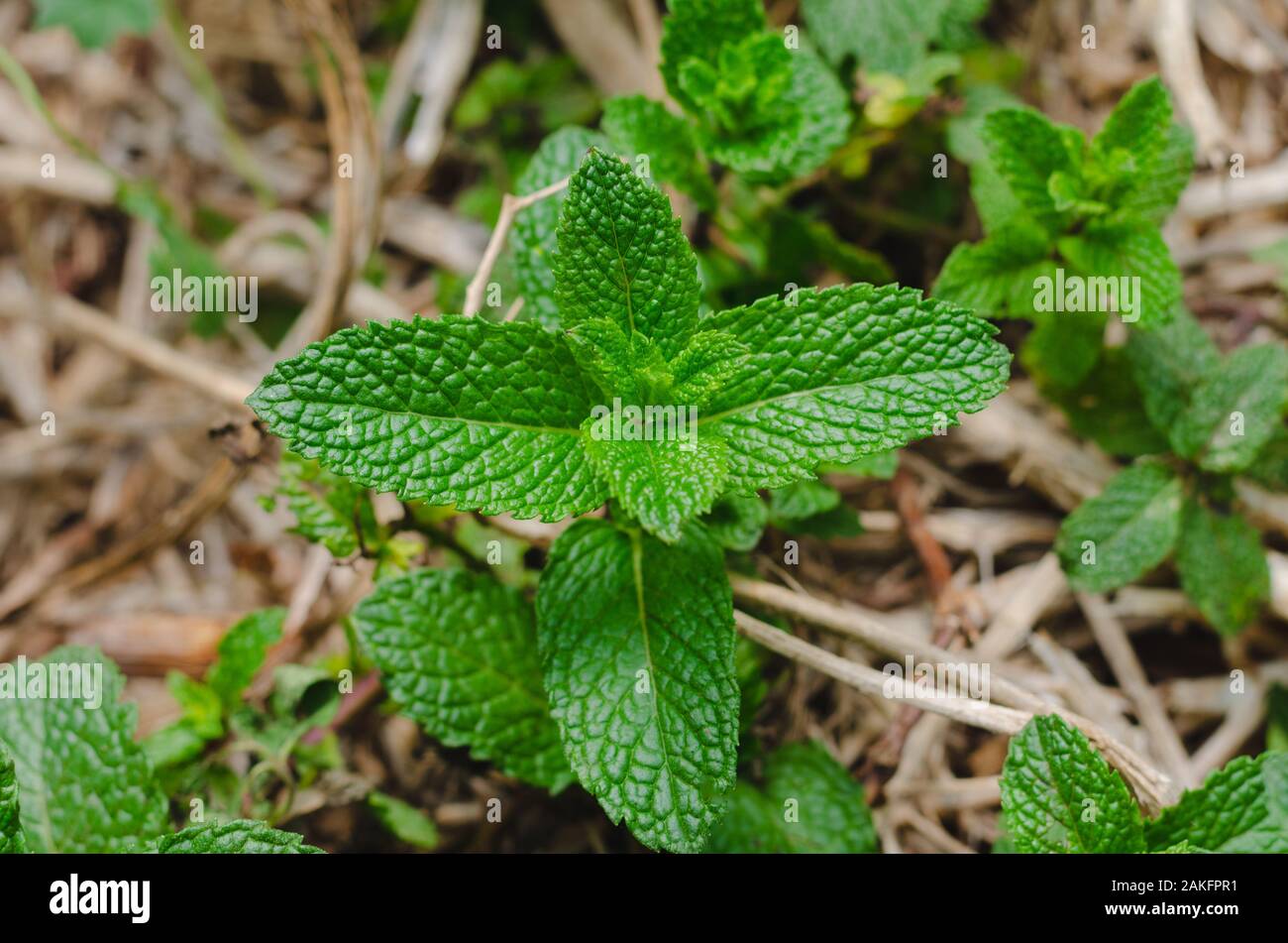 Stolon plant hi-res stock photography and images - Alamy