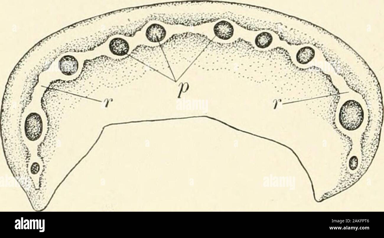 Longitudinal Furrow High Resolution Stock Photography and Images - Alamy