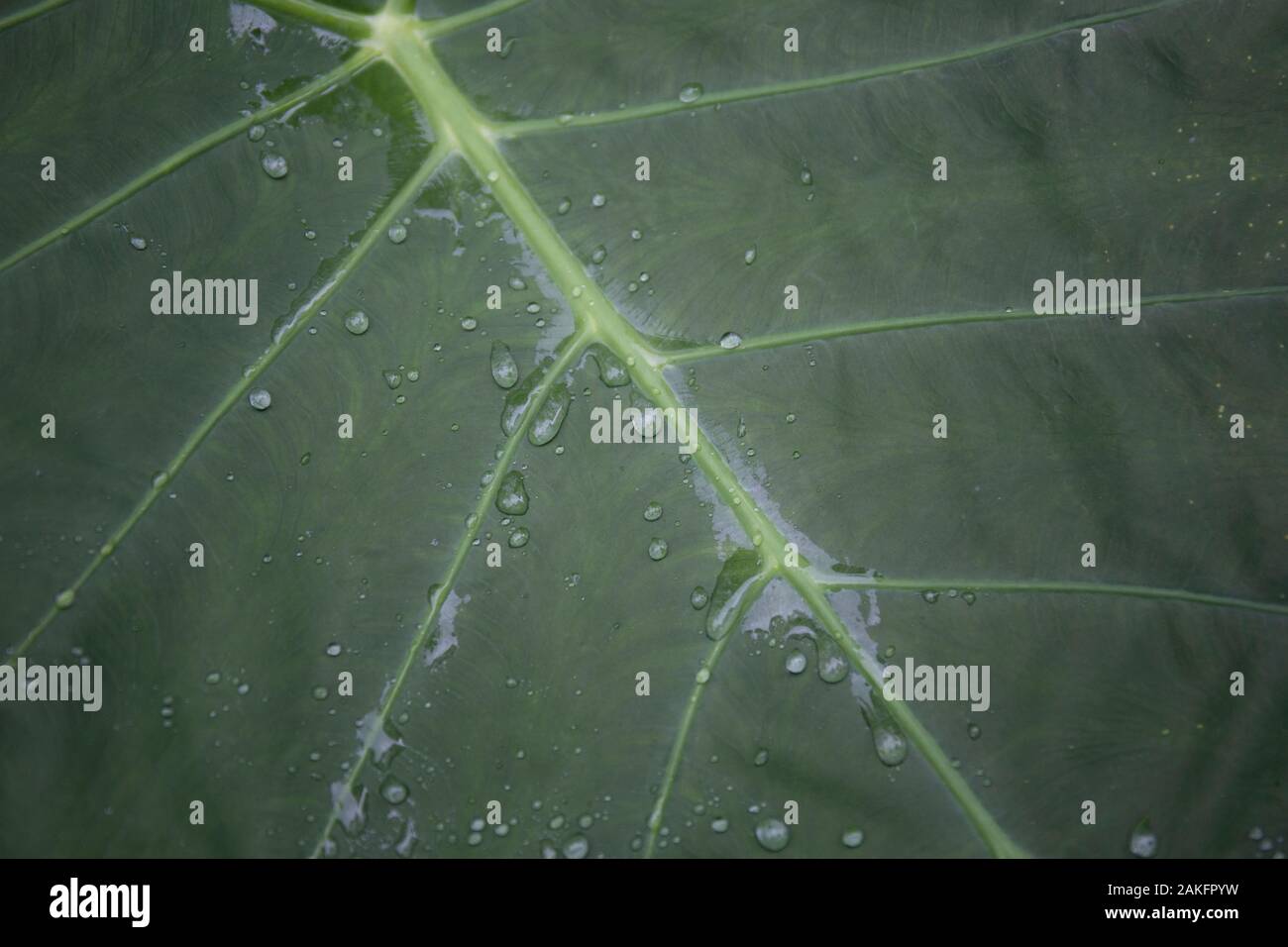 The Colocasia leaf elephant-ear taro cocoyam dasheen Fresh water drops ...