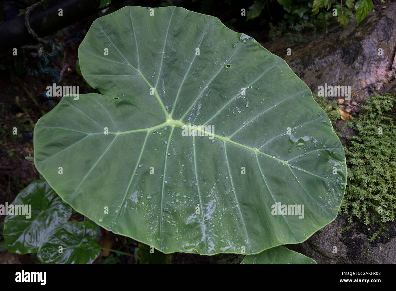 The Colocasia leaf elephant-ear taro cocoyam dasheen Fresh water drops ...