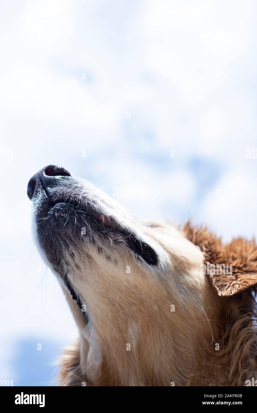 Golden retriever face hi-res stock photography and images - Alamy