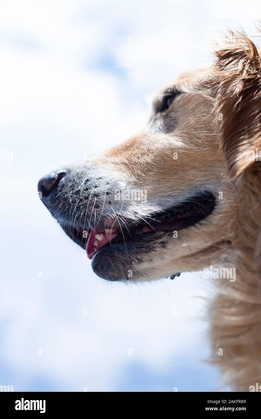 Golden retriever face hi-res stock photography and images - Alamy