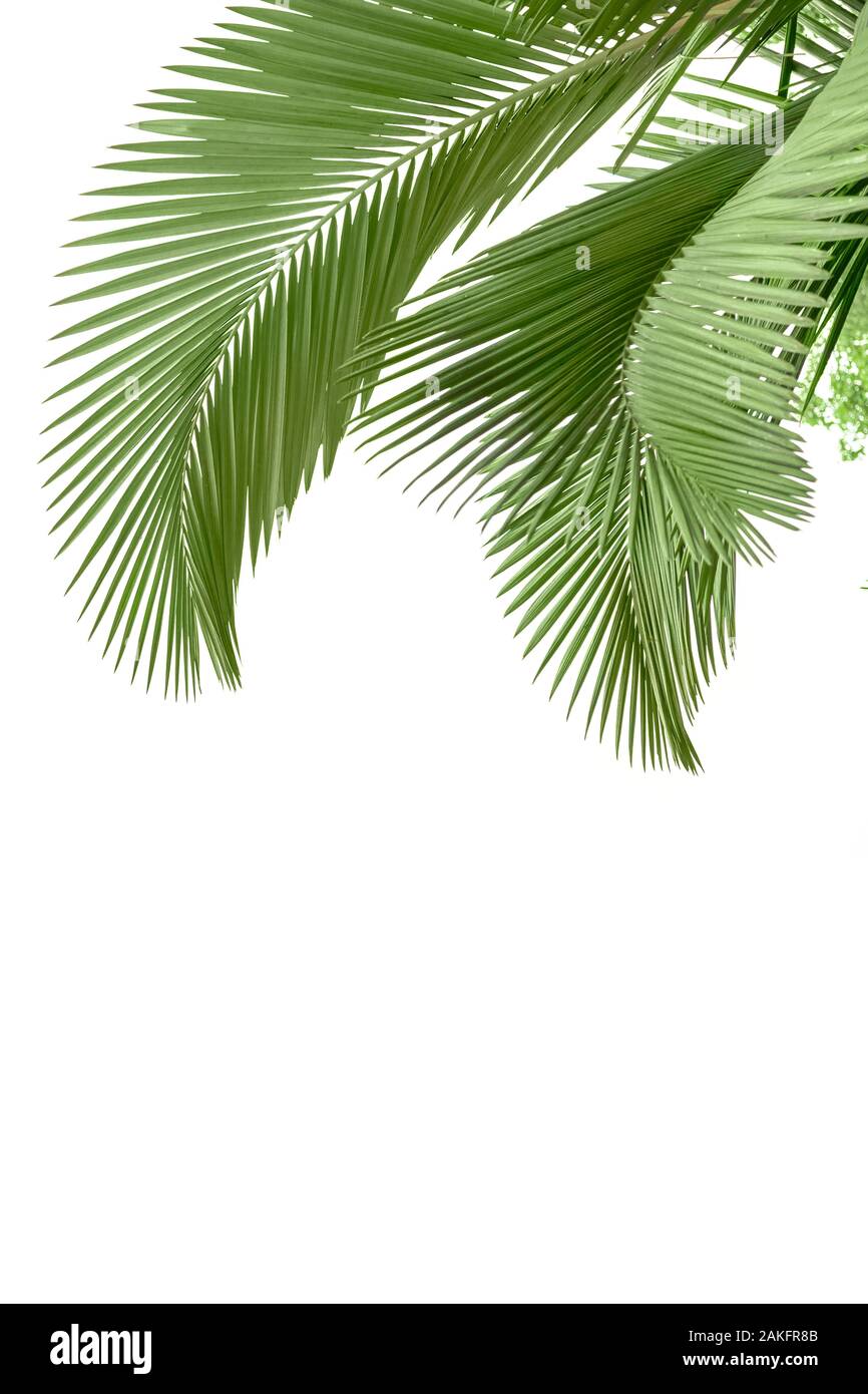 Plam leaves hi-res stock photography and images - Alamy