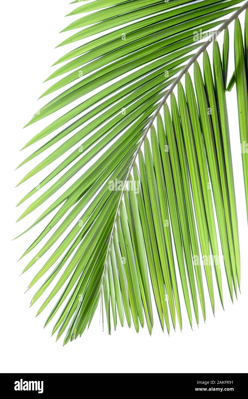 Plam leaves isolated on the white background Stock Photo - Alamy