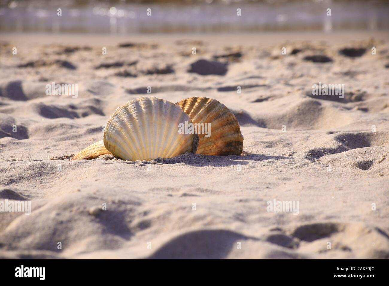 Still life seashell hi-res stock photography and images - Alamy