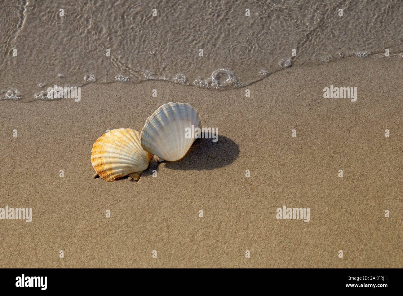 two Conch shells on beach with waves Stock Photo - Alamy