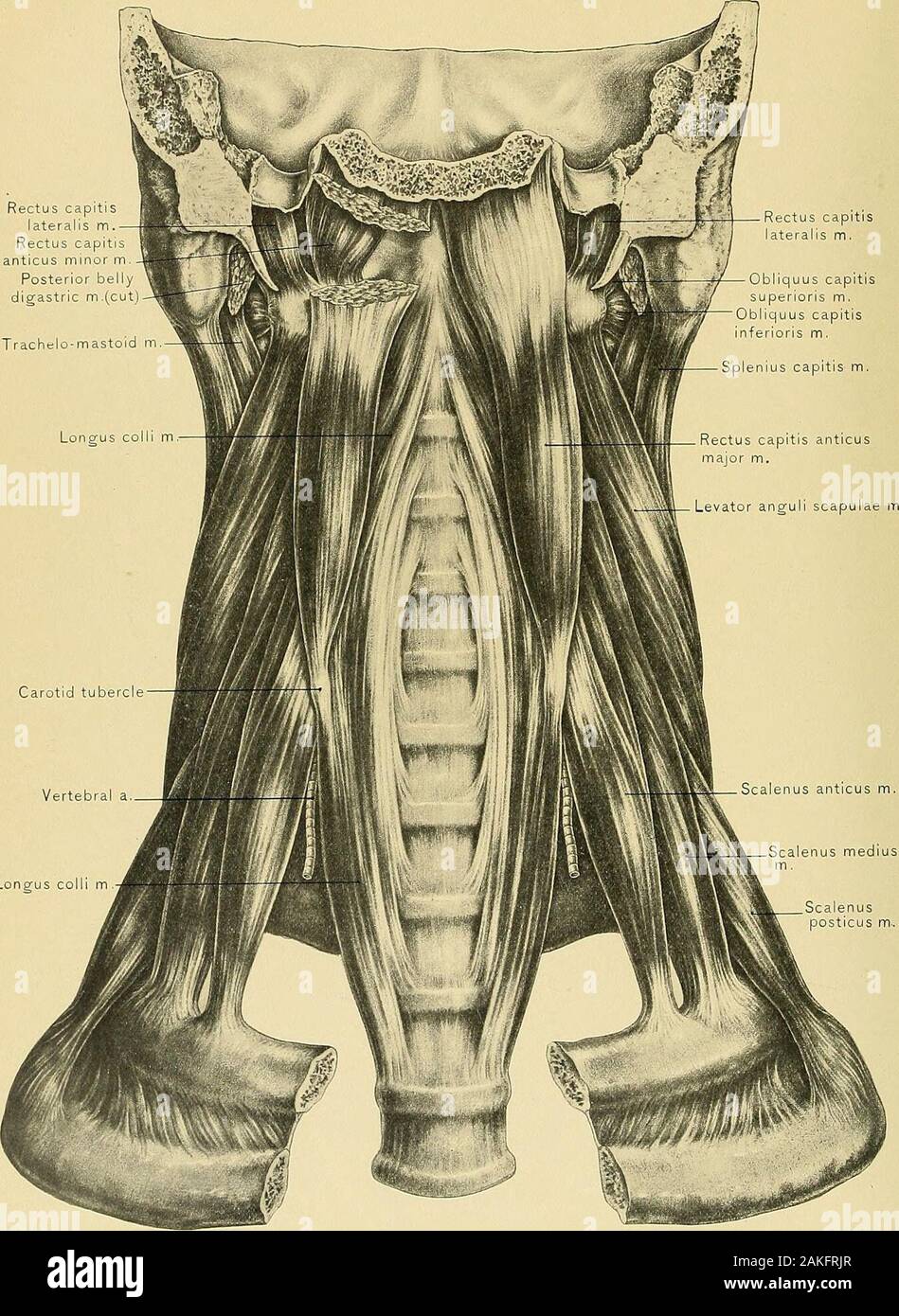 Longus Capitis High Resolution Stock Photography and Images - Alamy