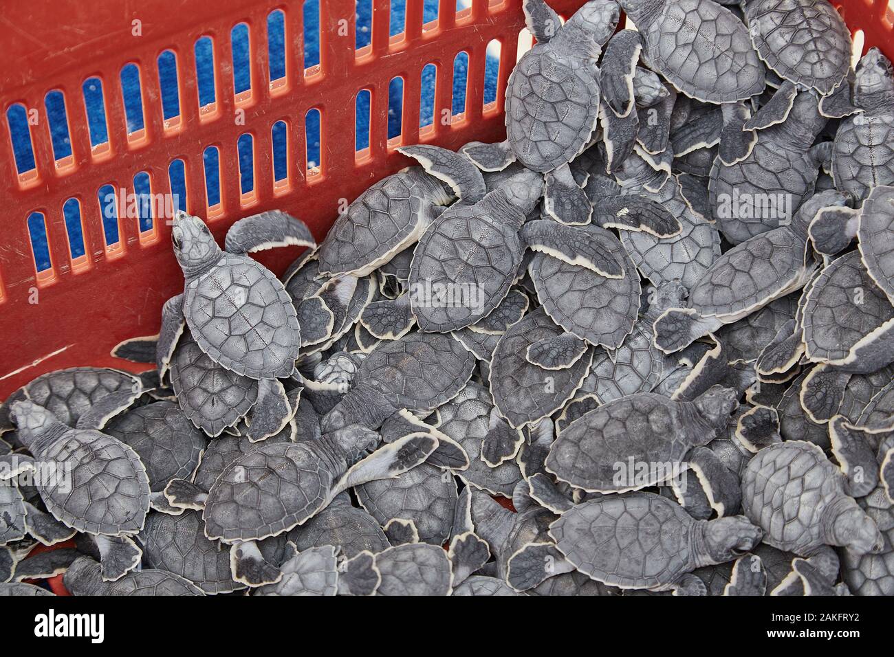 Baby turtles hi-res stock photography and images - Alamy