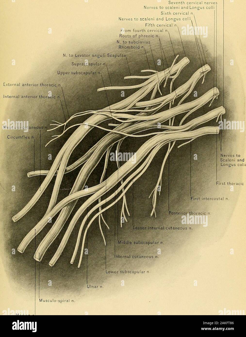 Long Thoracic Nerve Thoracodorsal Nerve