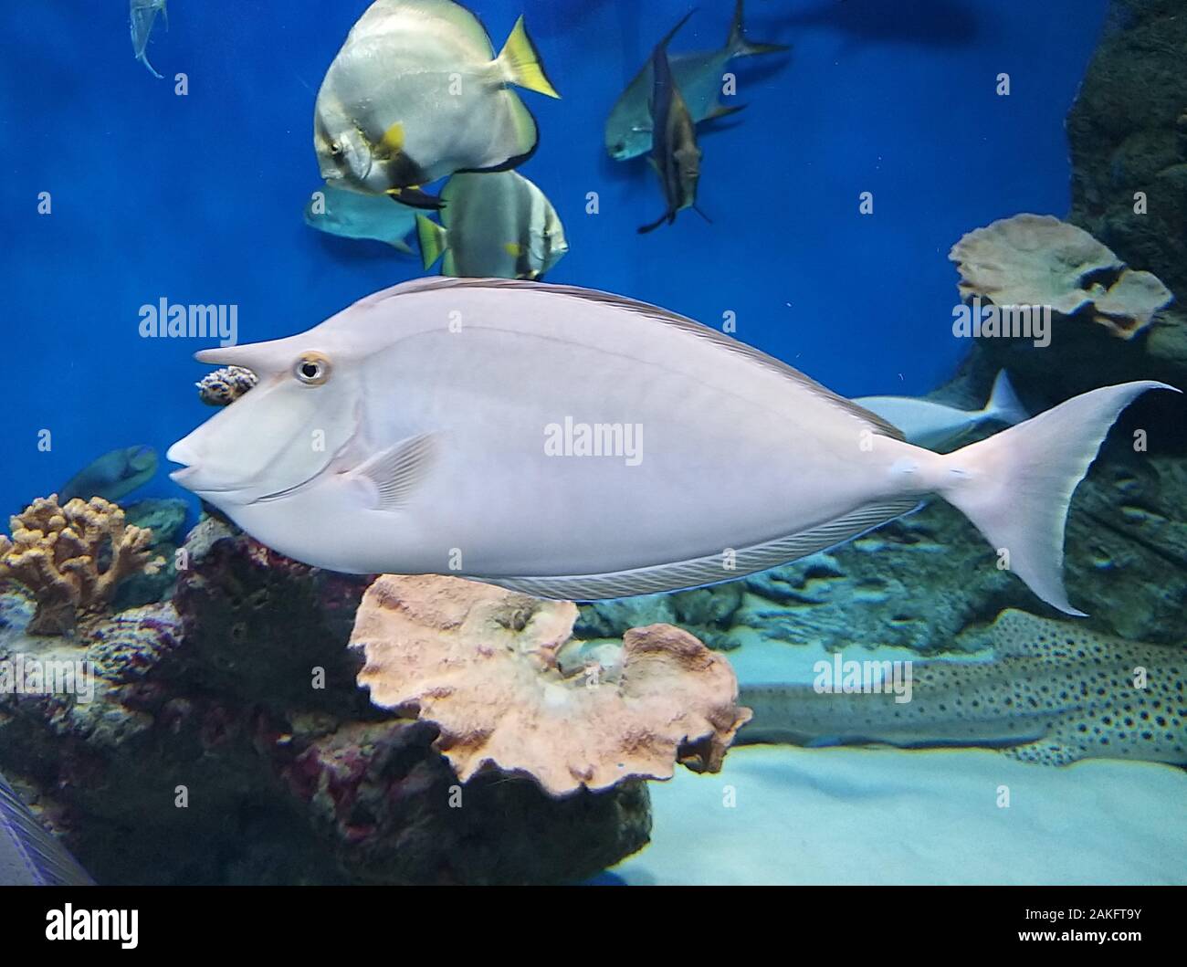 Unicorn fish hi-res stock photography and images - Alamy