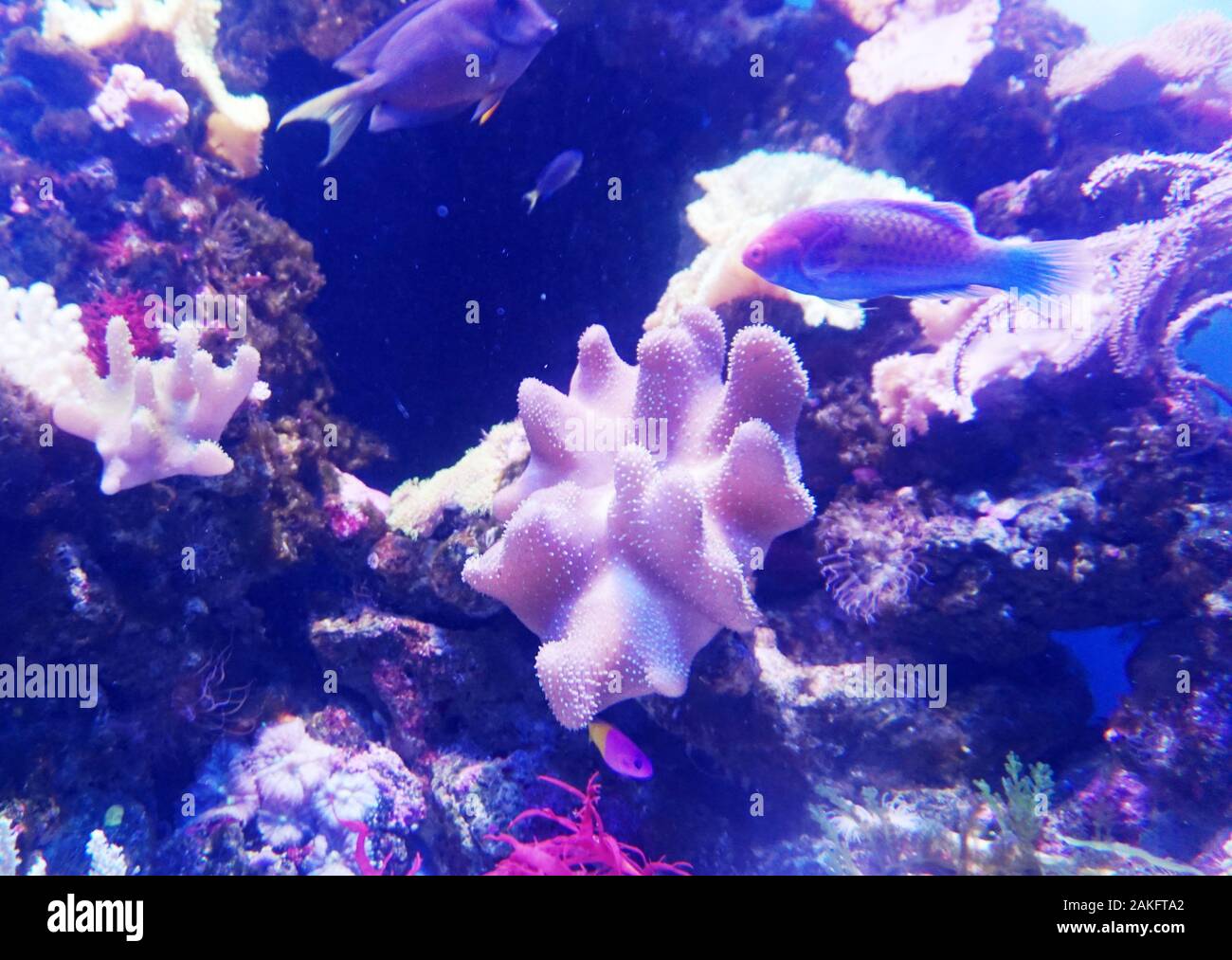 seabed, coral, fish Stock Photo - Alamy