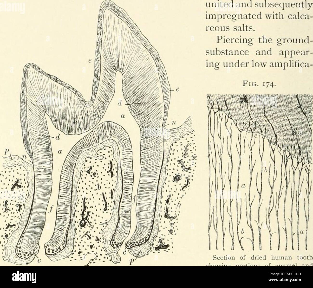 Textbook of normal histology: including an account of the development ...