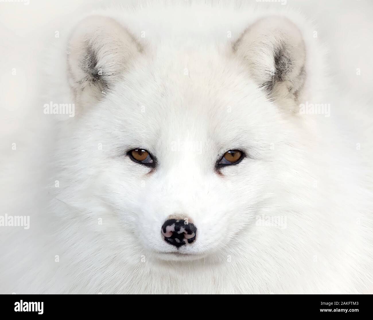 Arctic Fox Head In Snow High Resolution Stock Photography and Images ...