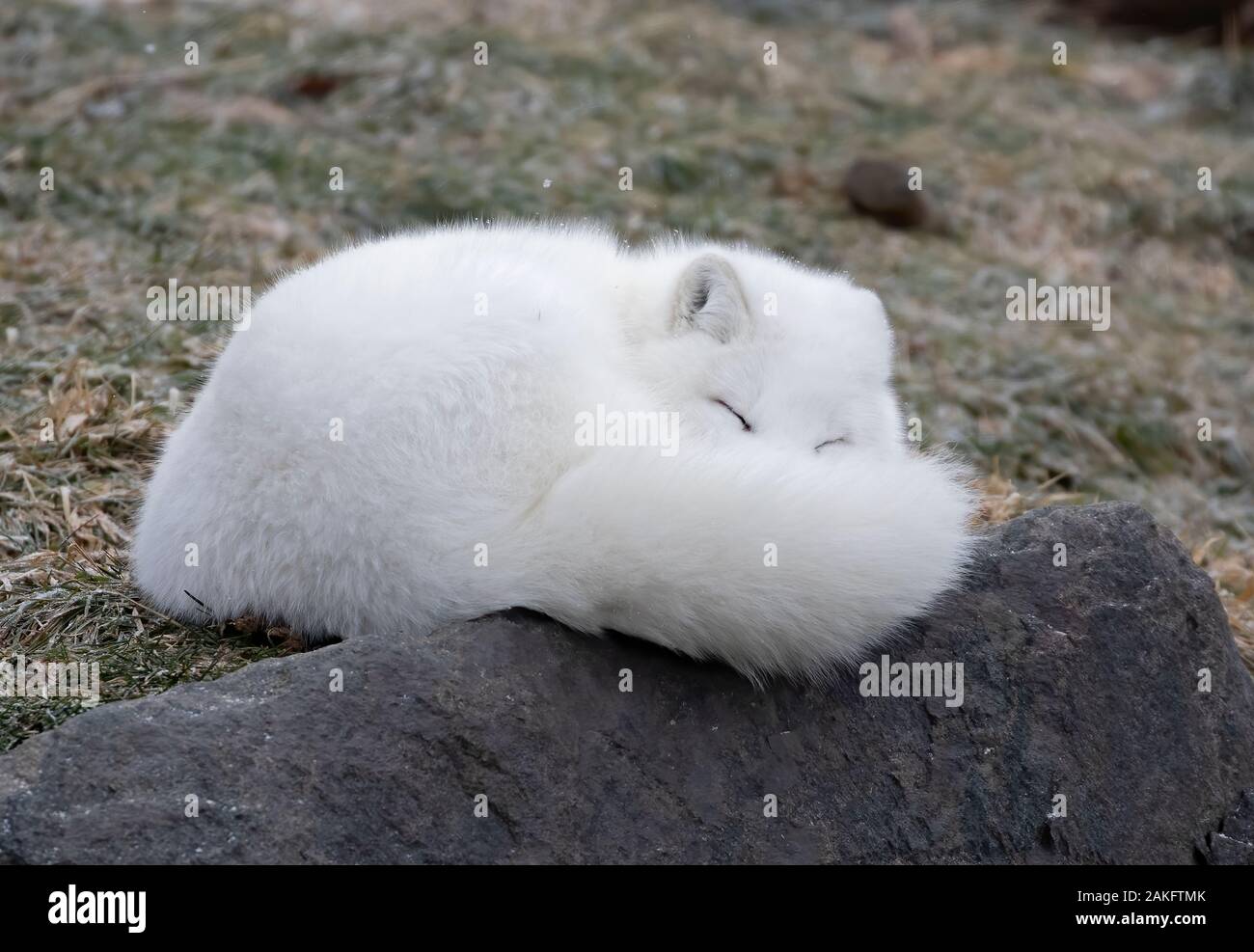 Fox sleeping snow hi-res stock photography and images - Alamy