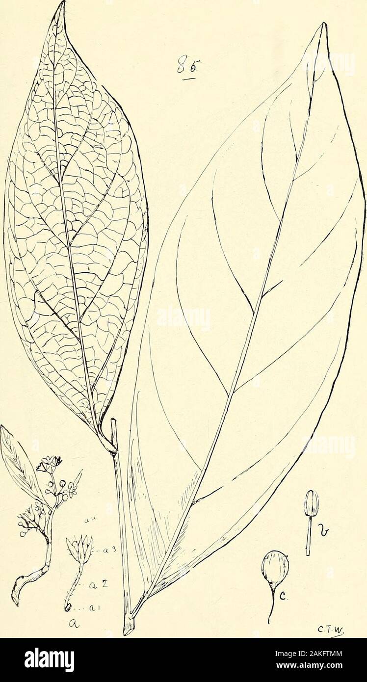 Stenanthemum hi-res stock photography and images - Alamy