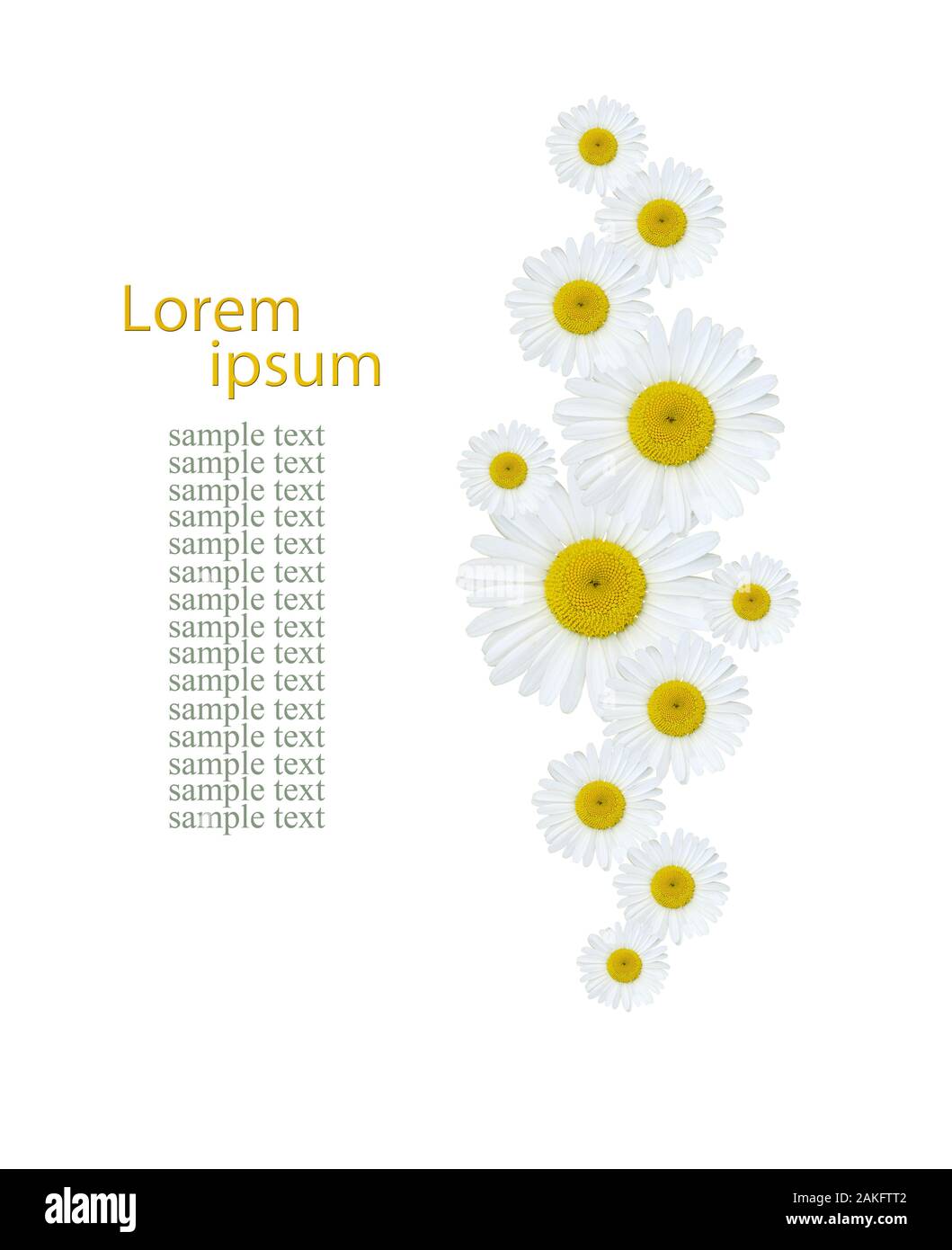 Daisy flowers line arrangement isolated on white Stock Photo - Alamy