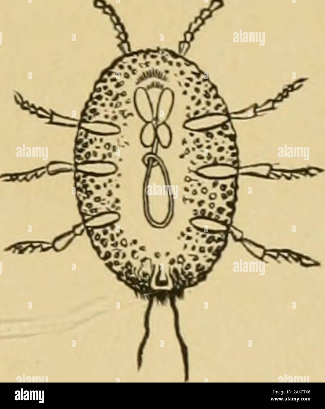 Olive oil beetle hi-res stock photography and images - Alamy