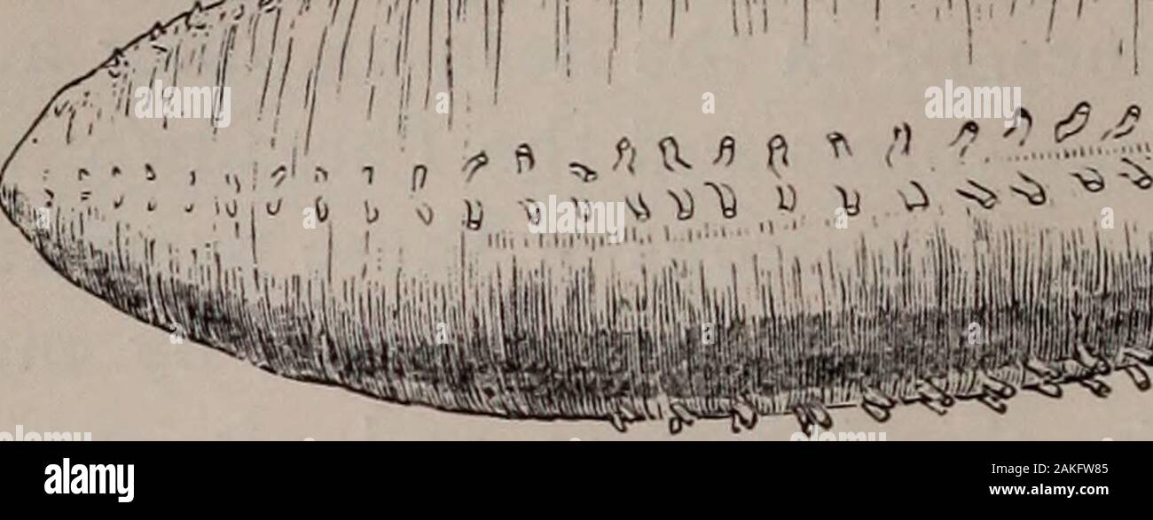 Gordius hi-res stock photography and images - Alamy