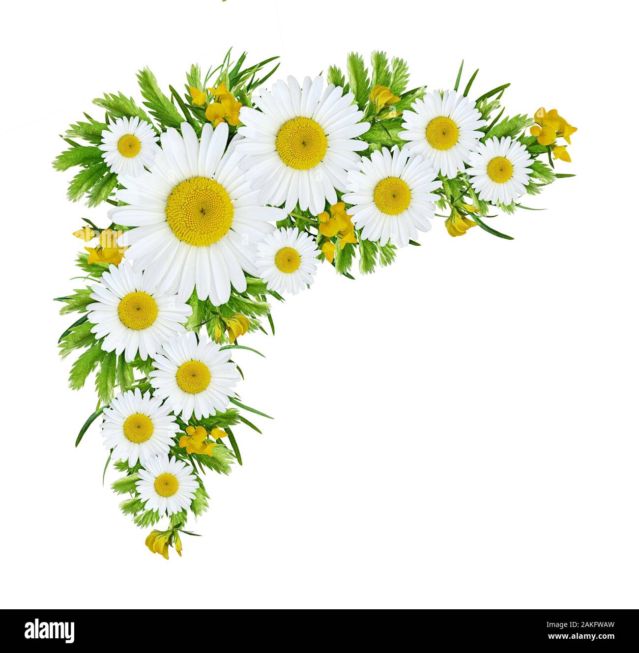 Wild flowers corner arrangement isolated on white background. Flat lay ...