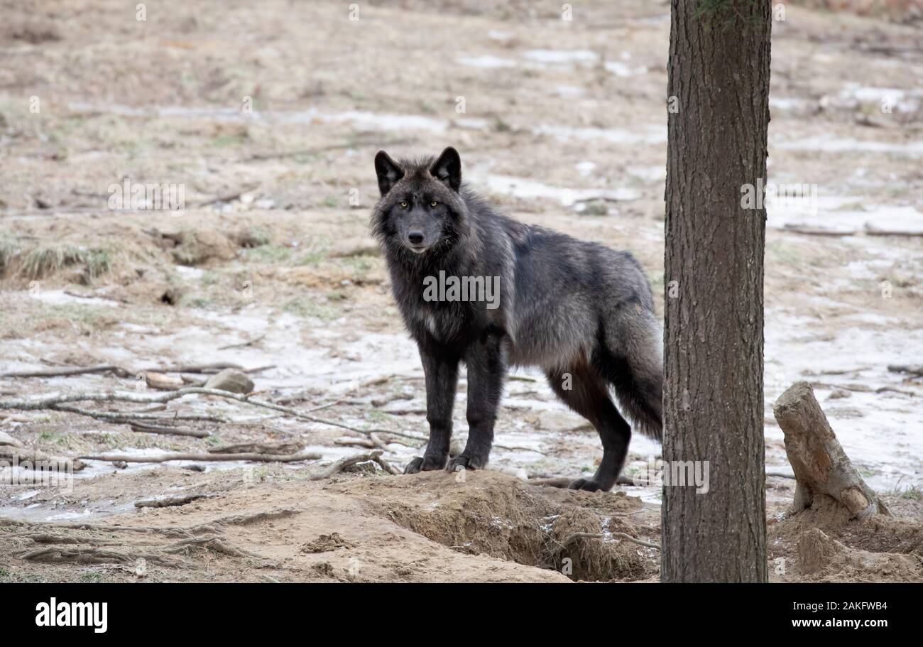 Black Wolf Walking