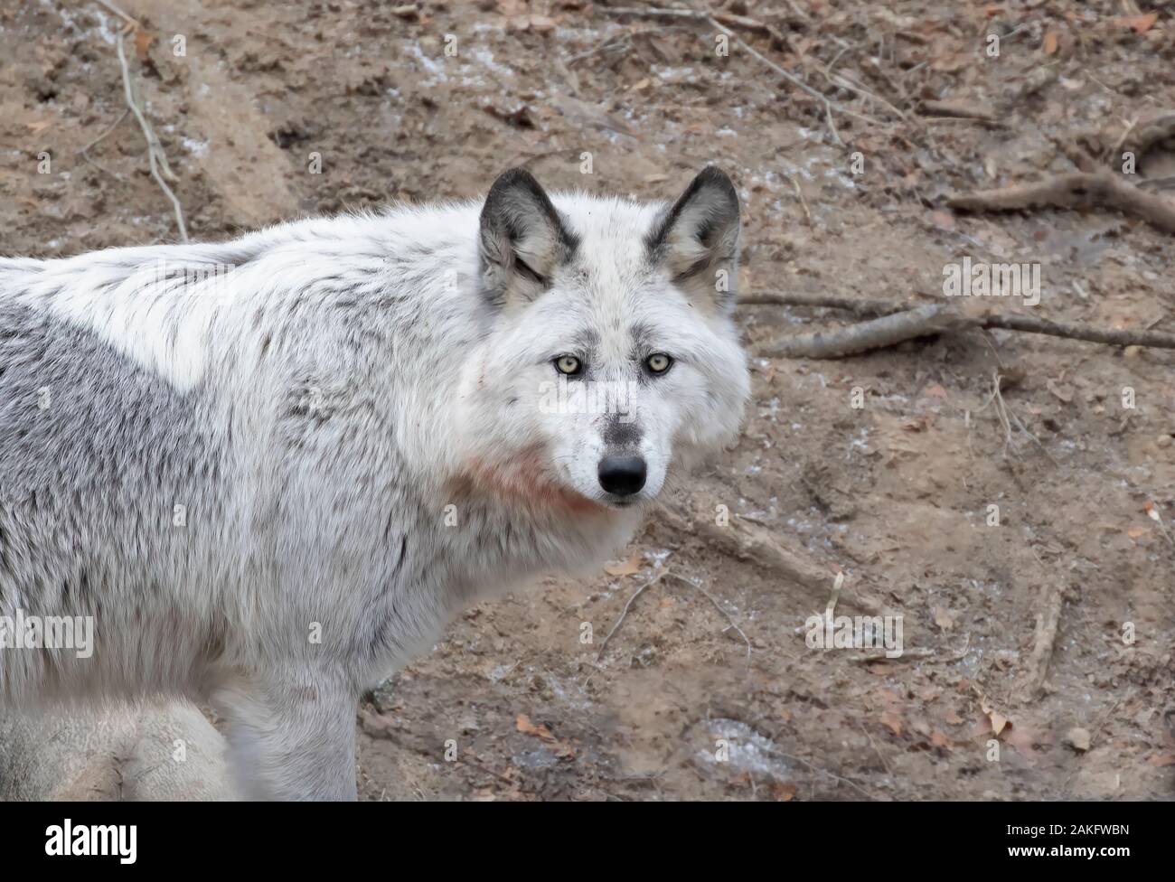 A lone Black wolf walking in winter in Canada Stock Photo - Alamy