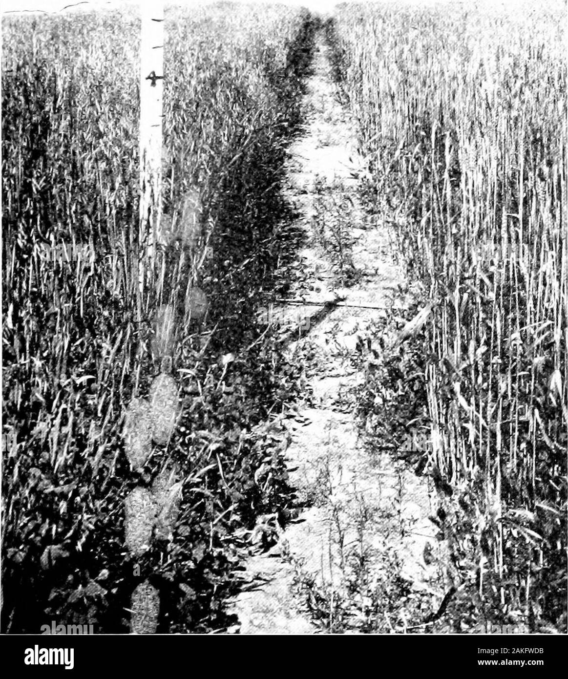 Forage renders hi-res stock photography and images - Alamy