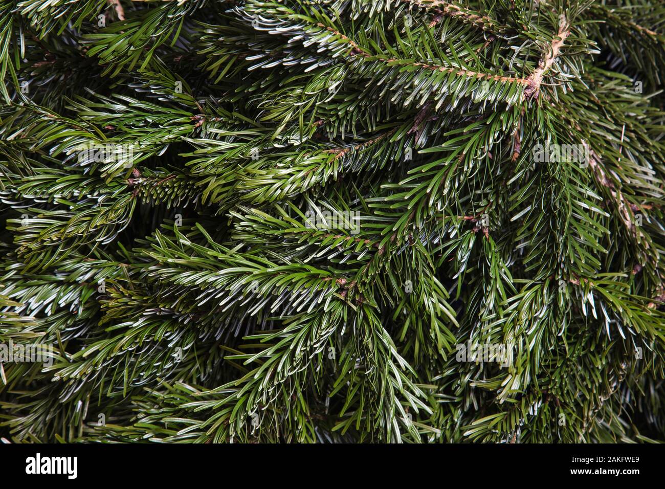 Christmas tree branches lay flat background Stock Photo - Alamy
