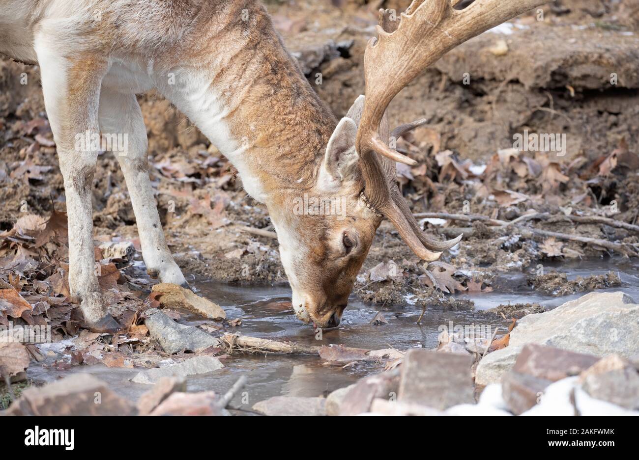 Fallow deer stag (Dama dama) with large antlers drinking from a puddle ...