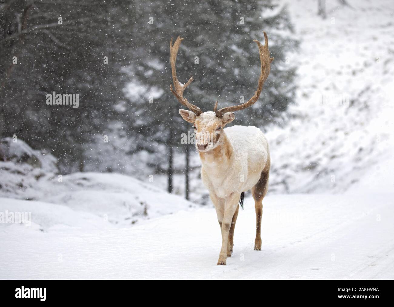 Fallow deer stag (Dama dama) with large antlers poses in a winter field ...