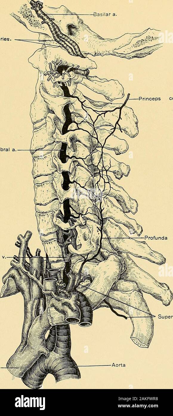 Longus colli hi-res stock photography and images - Alamy