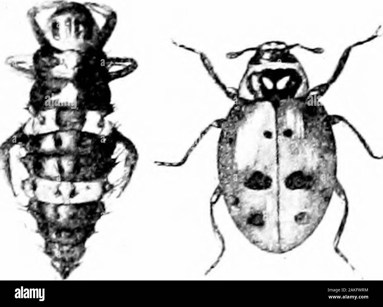 Toxoptera Cut Out Stock Images & Pictures - Alamy