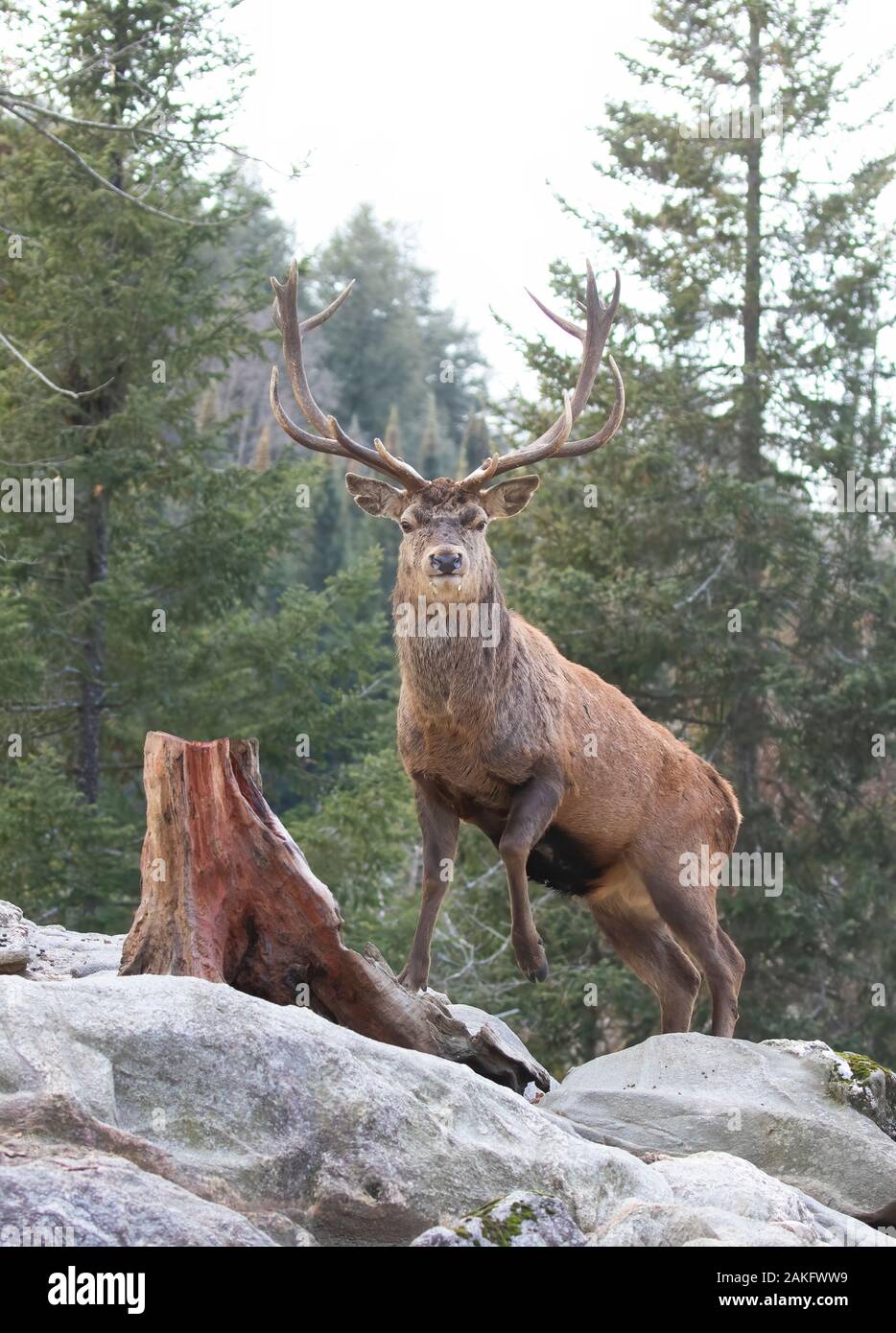 Stag standing on a hi-res stock photography and images - Alamy