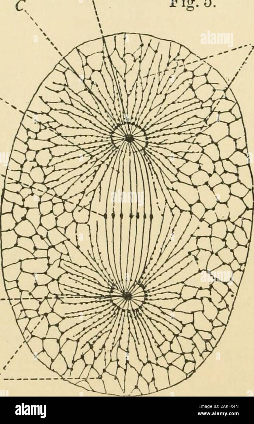 Cytoplasmic filaments hi-res stock photography and images - Alamy