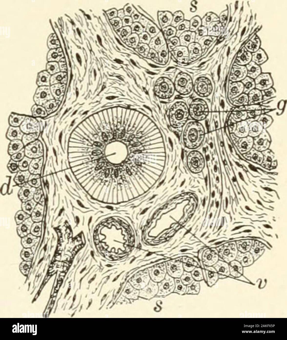 Textbook of normal histology: including an account of the development ...